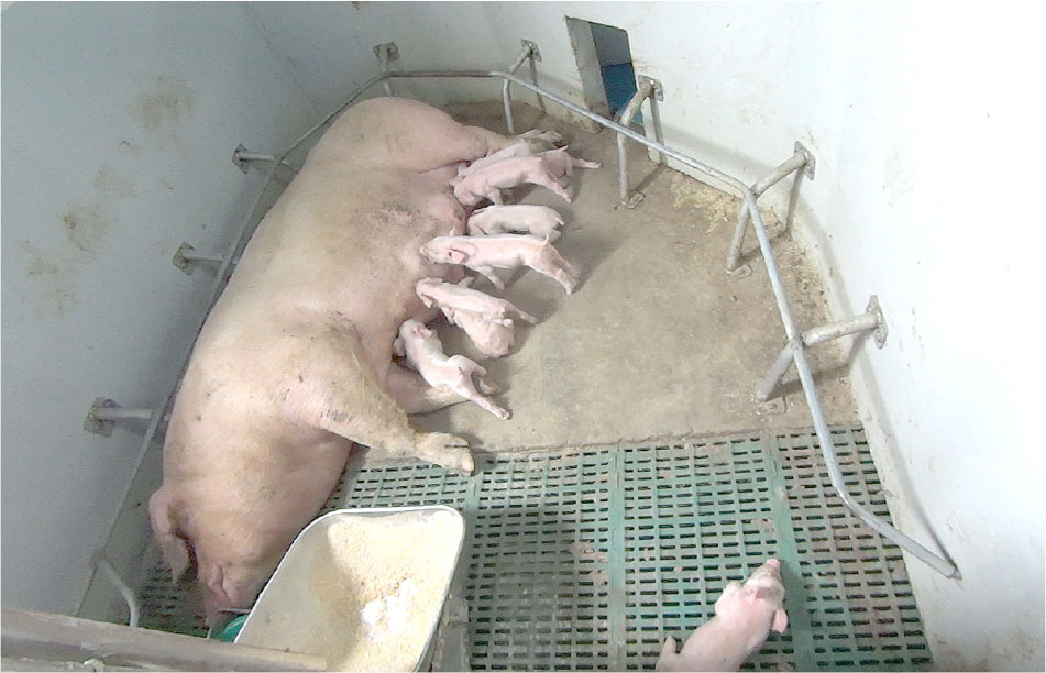 Effects of welfare enriched farrowing facility on behavior and ...